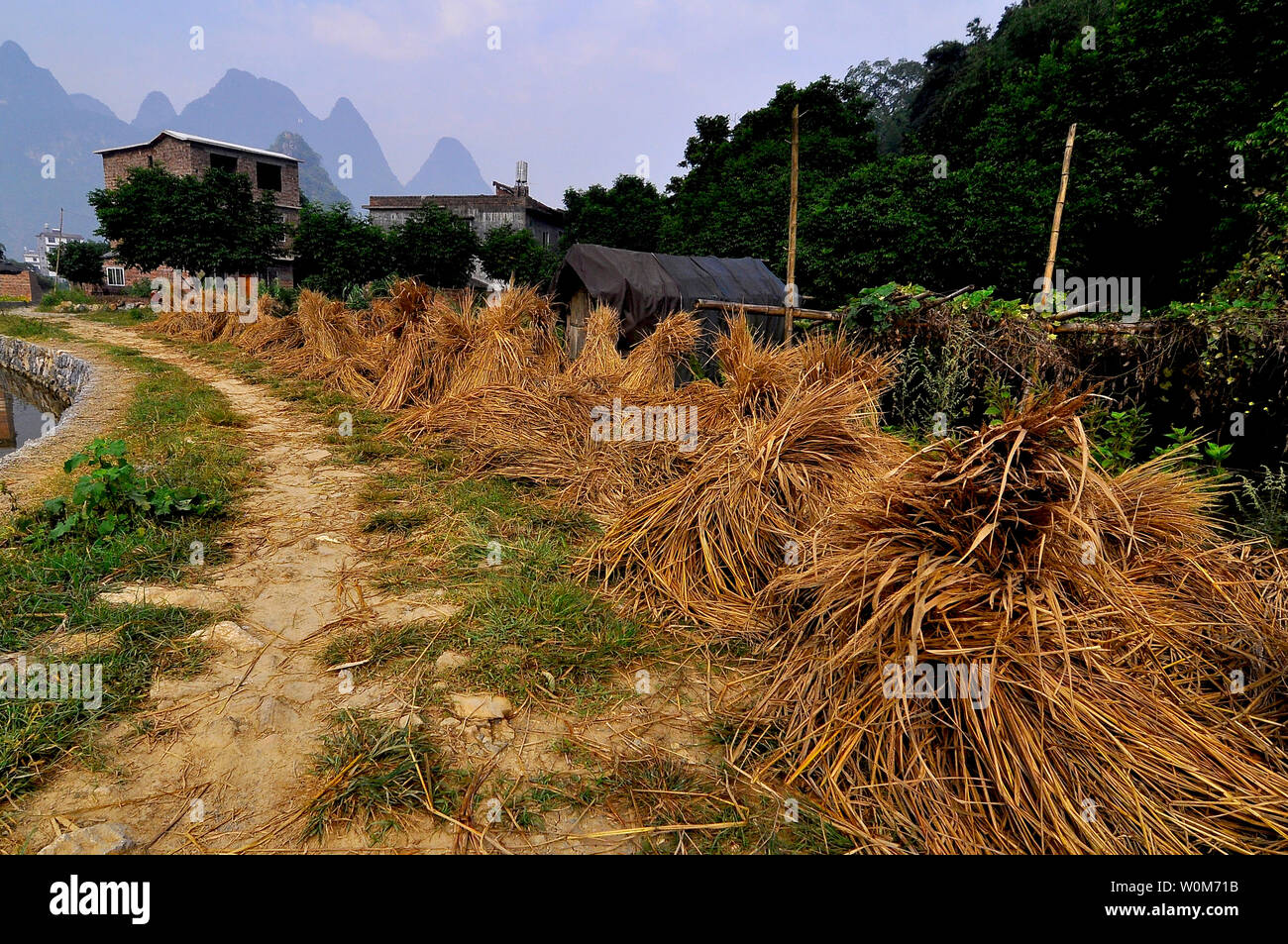 Rice sheaves hi-res stock photography and images - Alamy