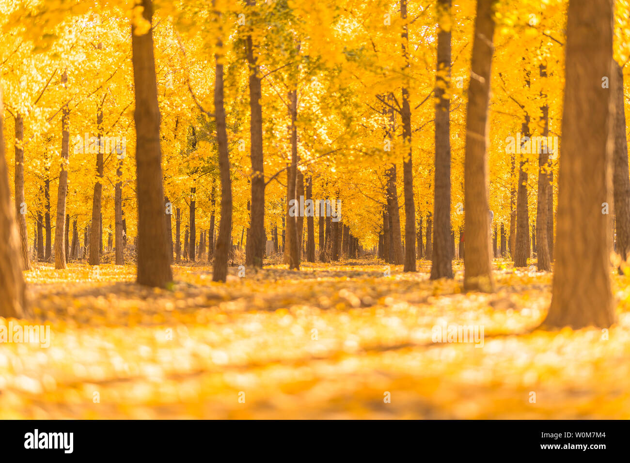 Ginkgo forest hi-res stock photography and images - Alamy