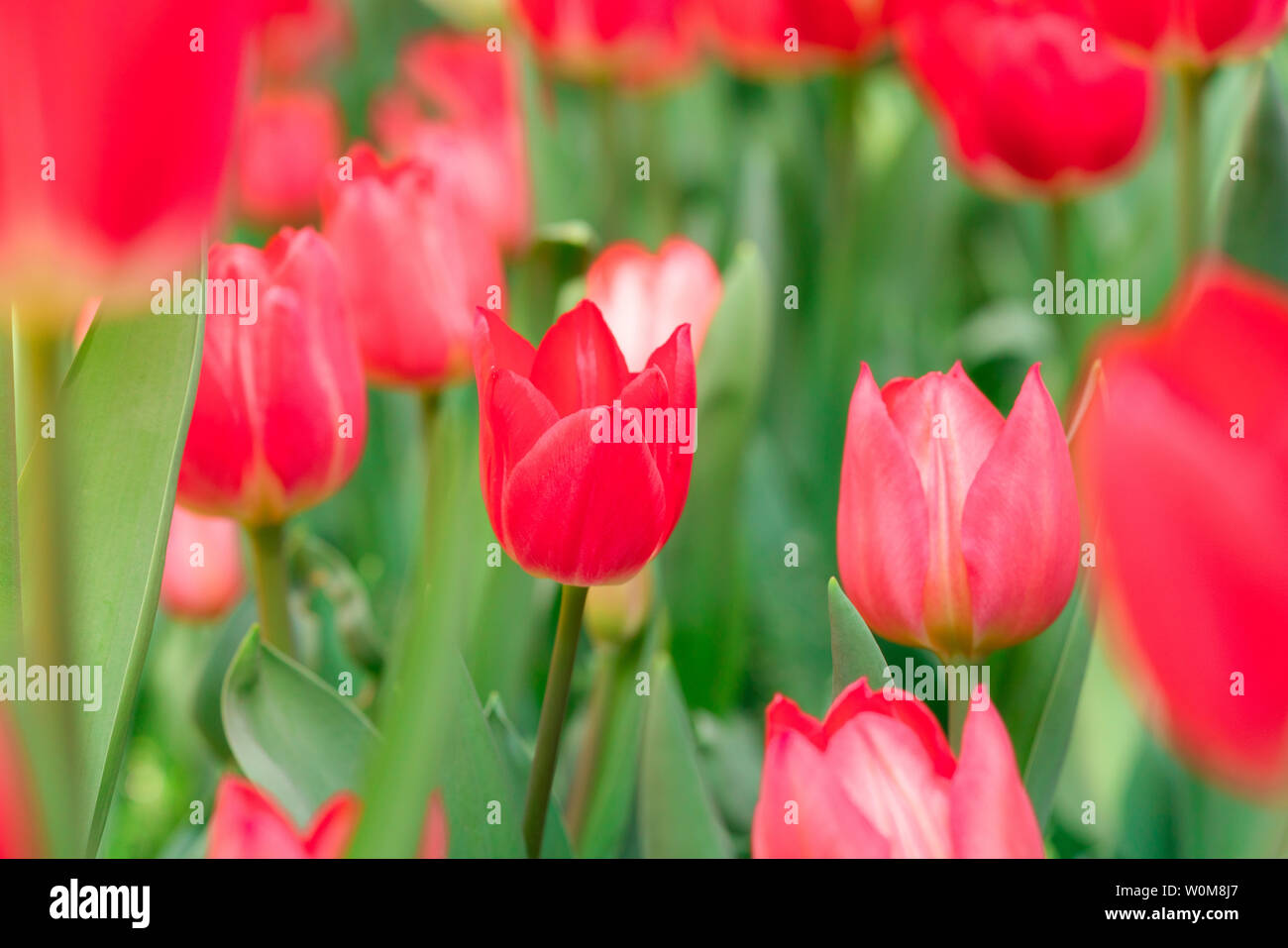 Spring beautiful tulip flowers background material Stock Photo - Alamy