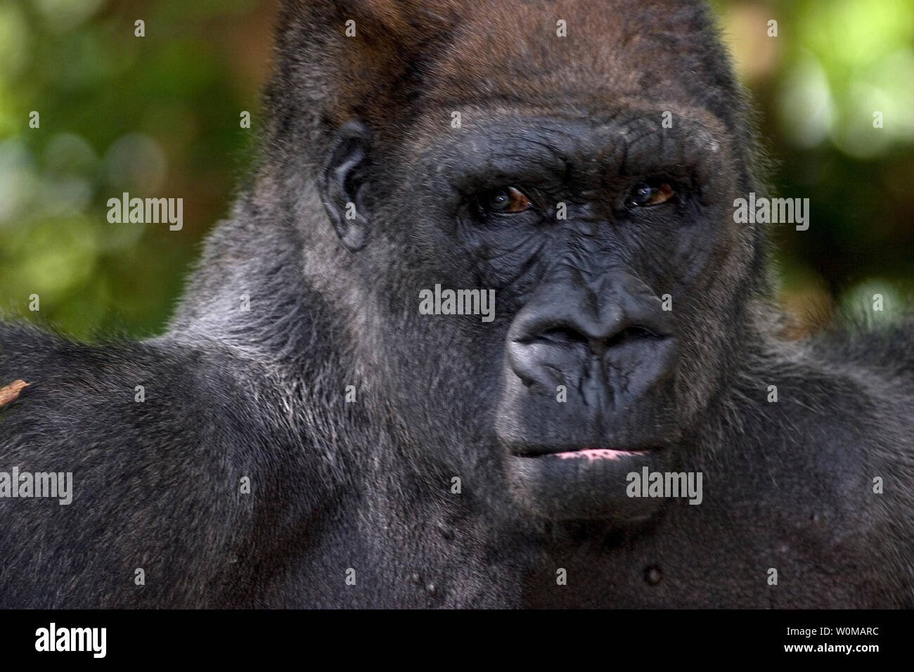 Silverback gorilla face hi-res stock photography and images - Alamy