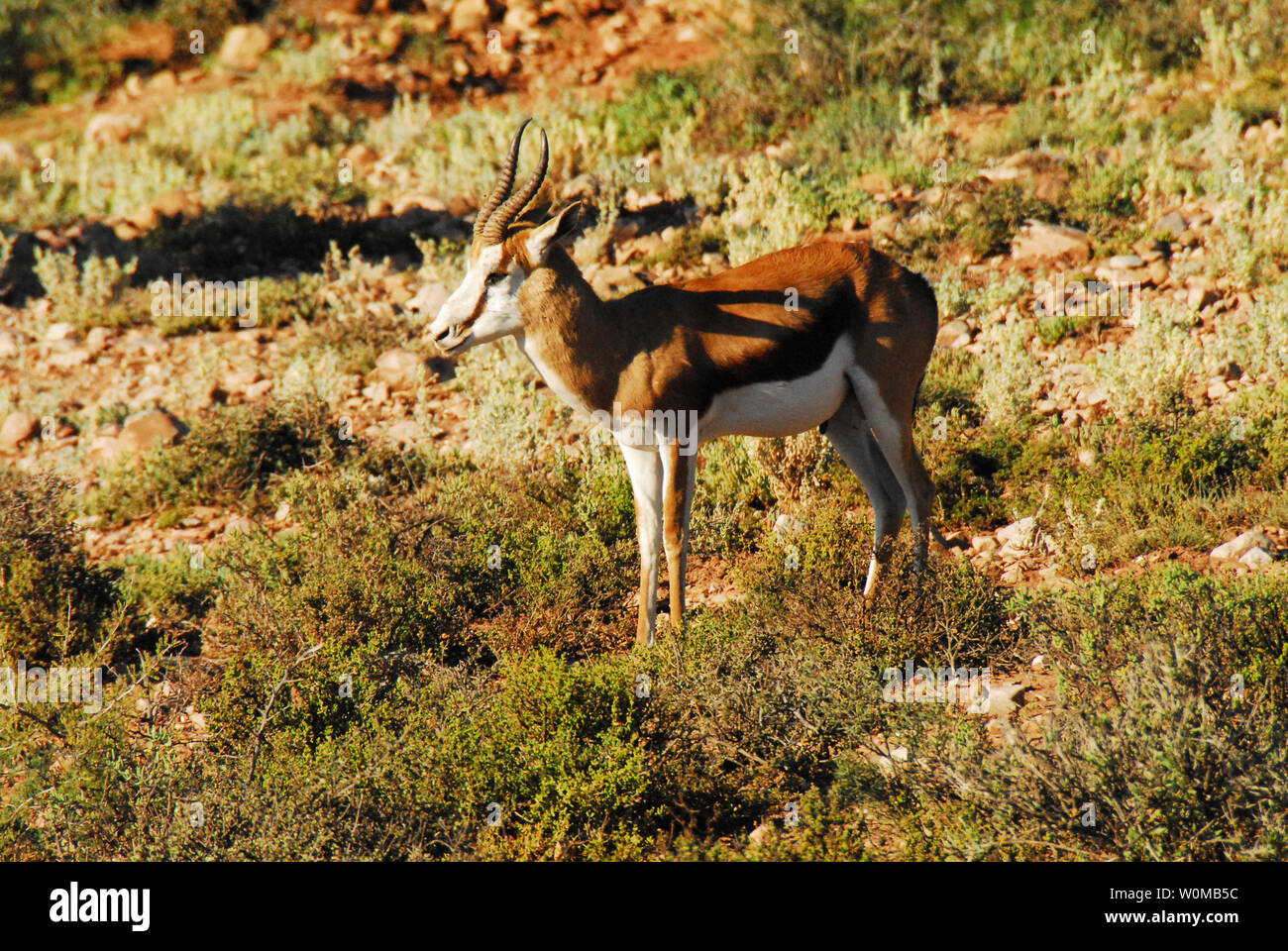 A cute baby Impala antelope. Photographed while on safari in South ...