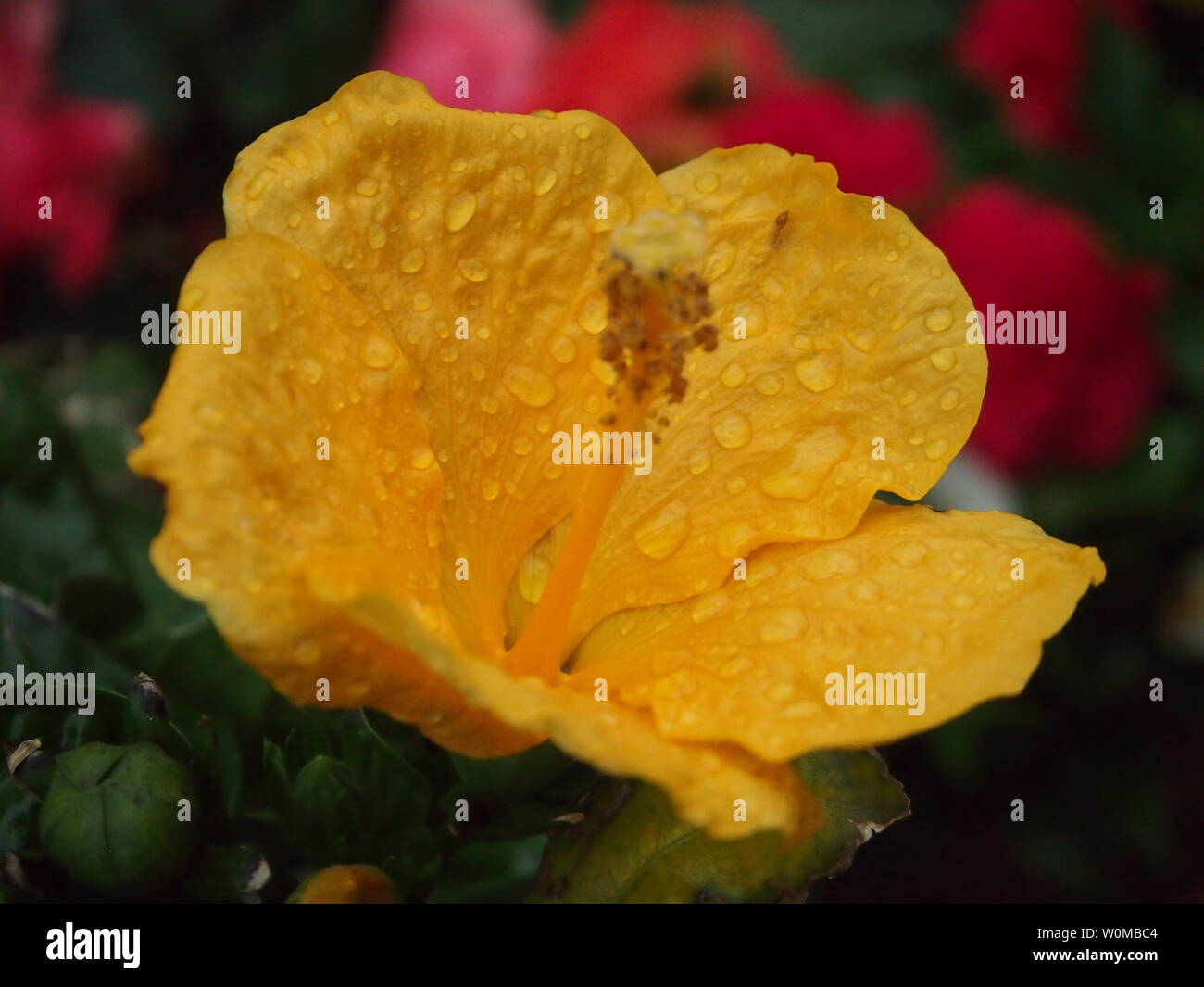 Yellow hibiscus flower, fully open, with raindrops Stock Photo - Alamy