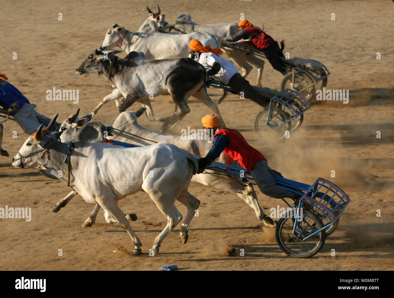 Indian villagers compete in a bullock cart race during during the Kila ...