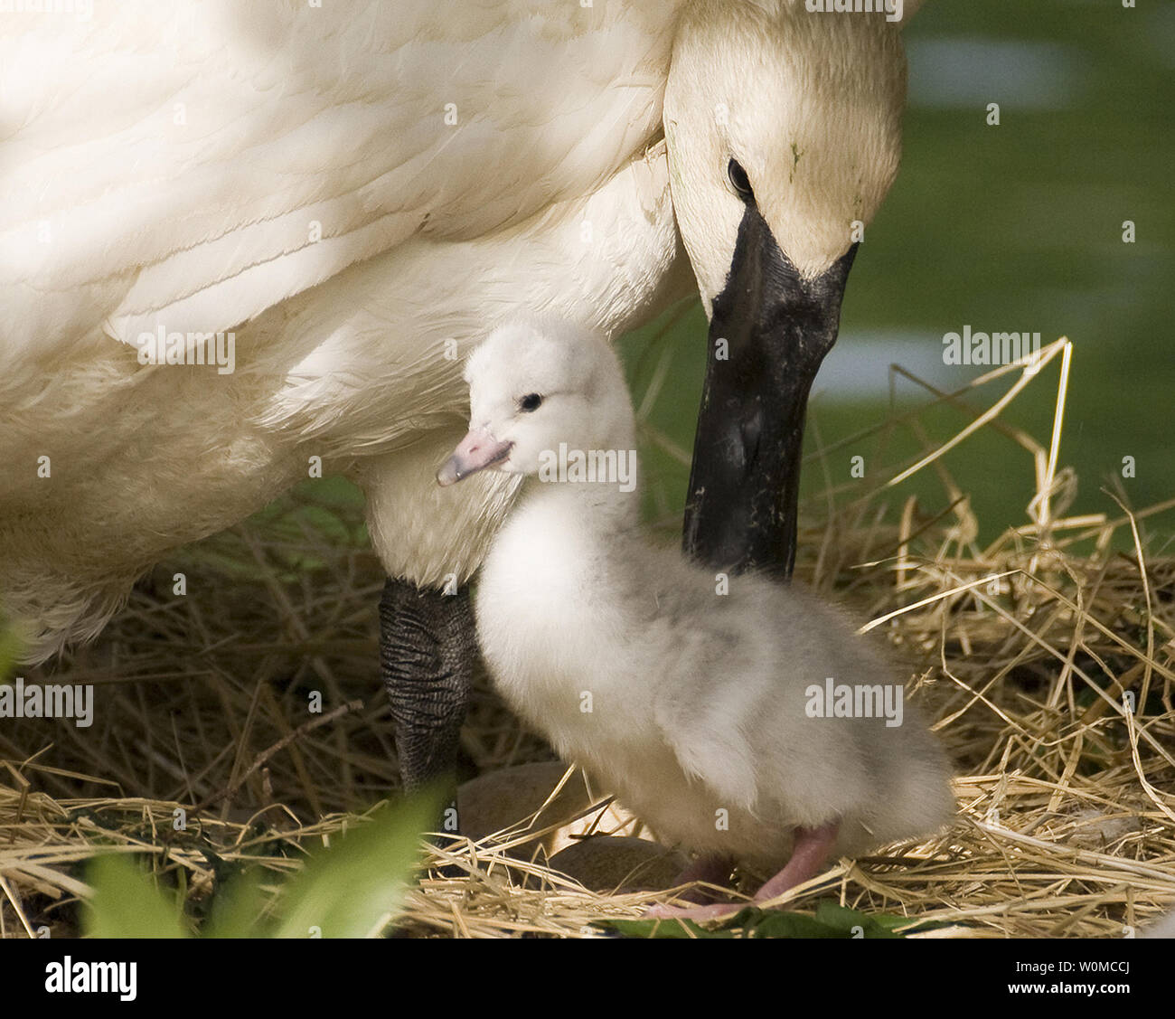 Recovery from near extinction hi-res stock photography and images - Alamy