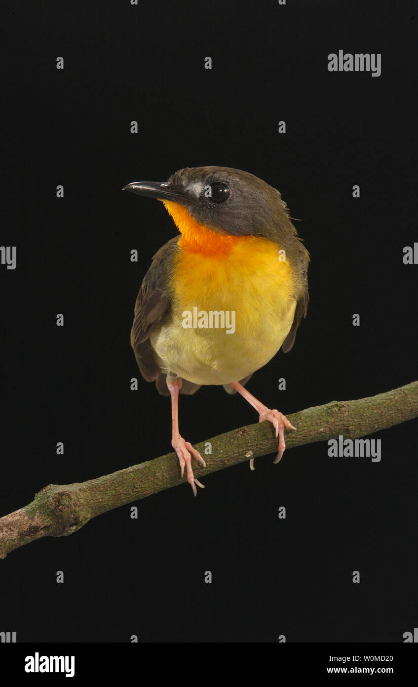 Gabon species hi-res stock photography and images - Alamy