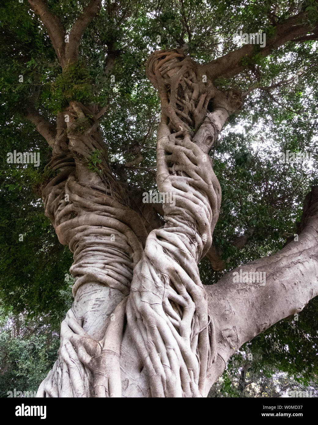 Ancient Fig Tree in a park in Catania, Sicily Stock Photo - Alamy