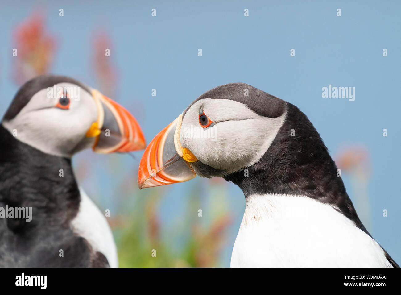 Two Puffins, facing in opposite directions on Lunga, Treshnish Isles ...