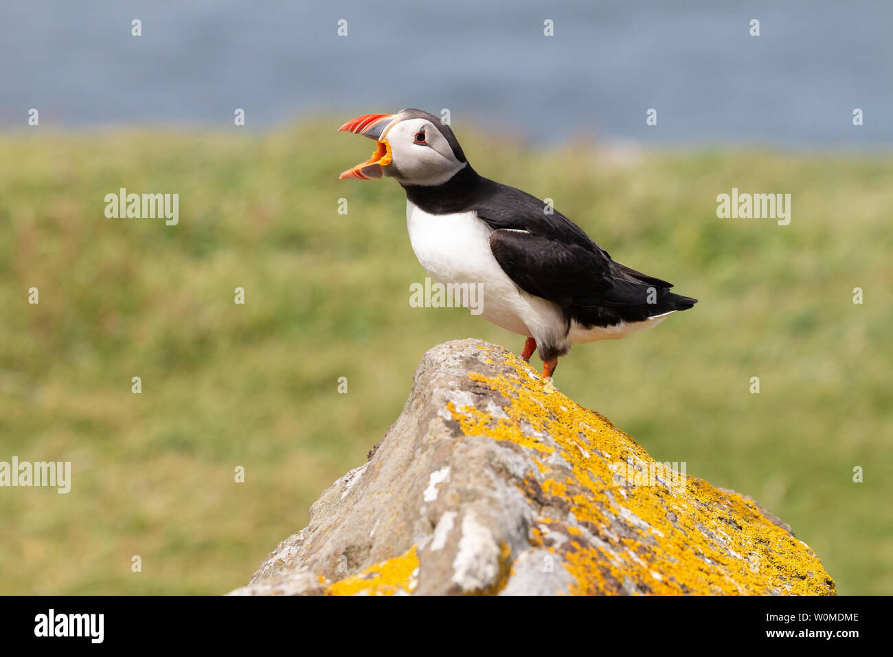 Puffin with mouth open, calling on Lunga, Treshnish Isles, Scotland ...