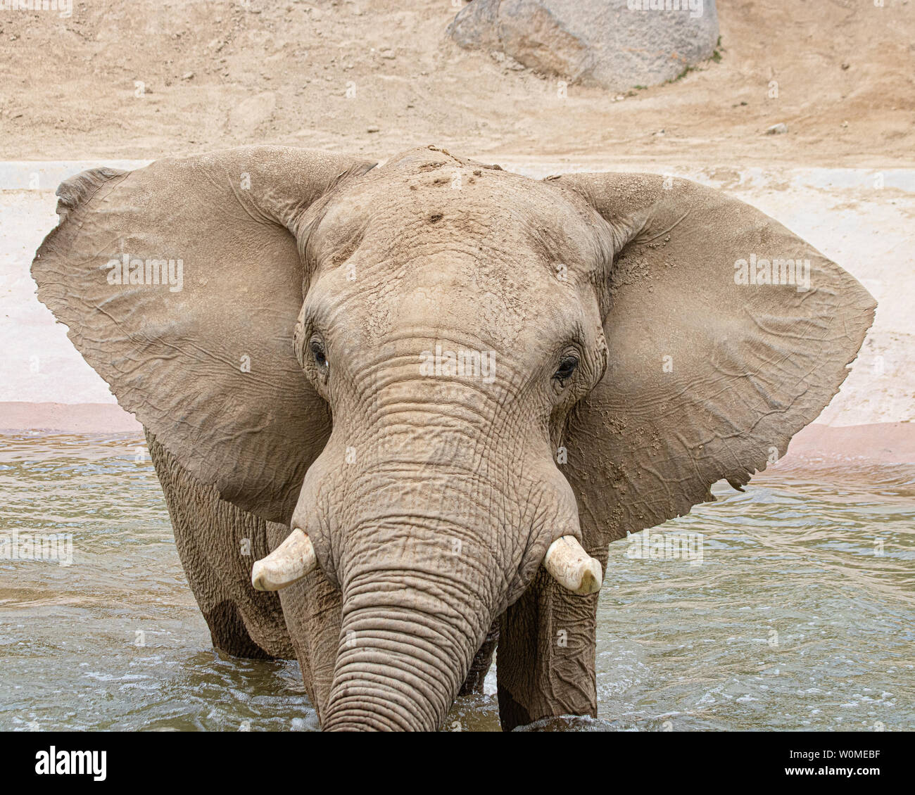 African elephants, single male bull elephant in waterhole looking at ...