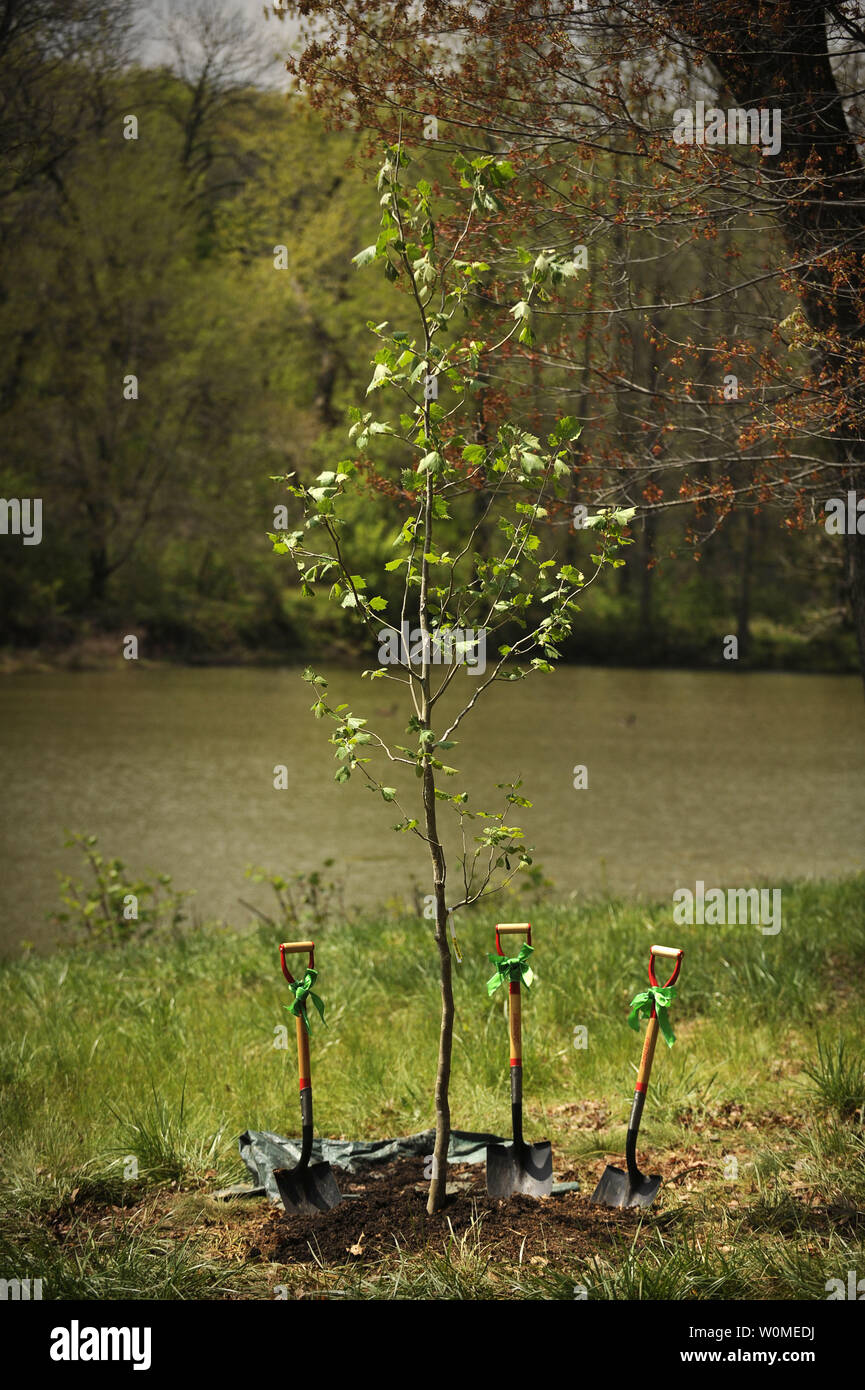 A newly-planted, second generation moon sycamore tree is seen, in honor ...