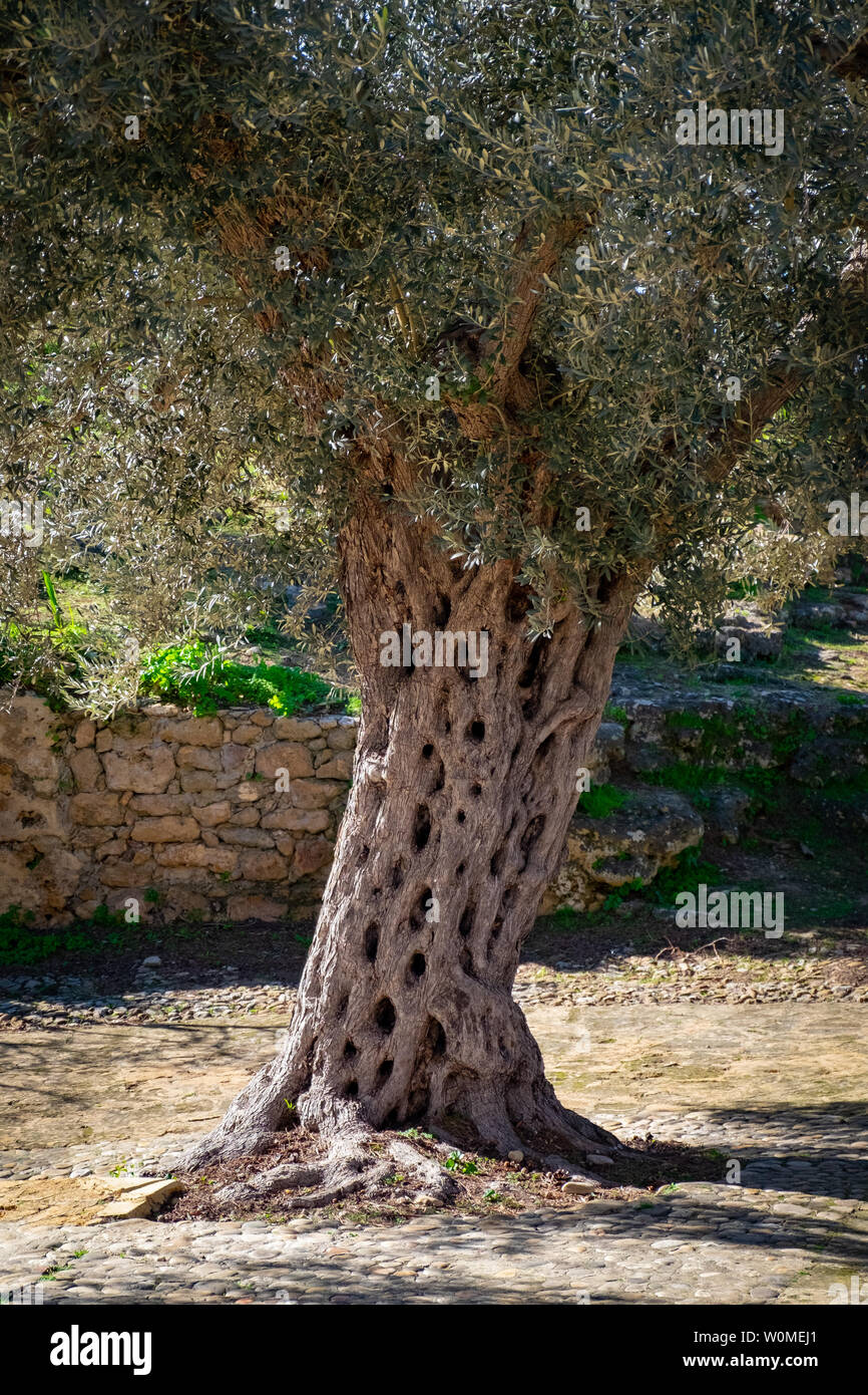Olive Tree in the Valley of the Temples #italy #italygram #italytrip # ...
