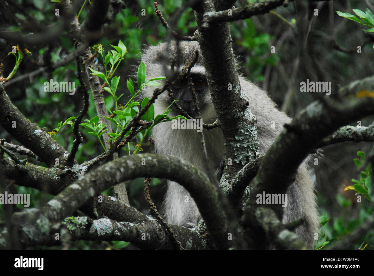 A cute Vervet Monkey hidden behind branches of a tree in South Africa ...