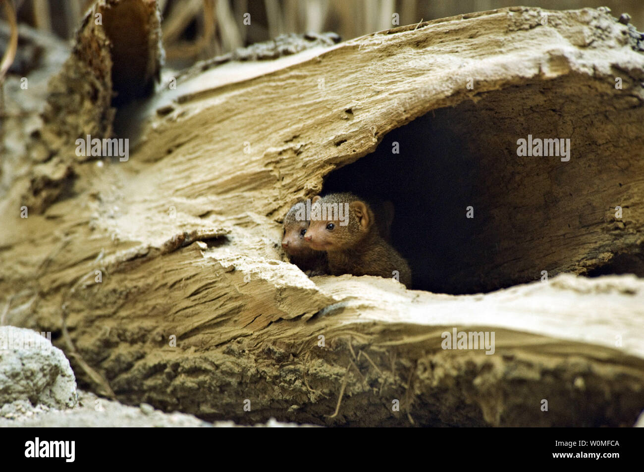Mongoose pups hi-res stock photography and images - Alamy