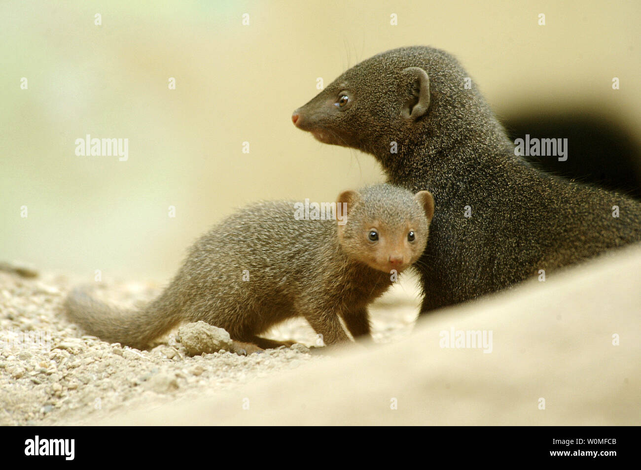 This small pup is one of three new dwarf mongoose babies just recently ...