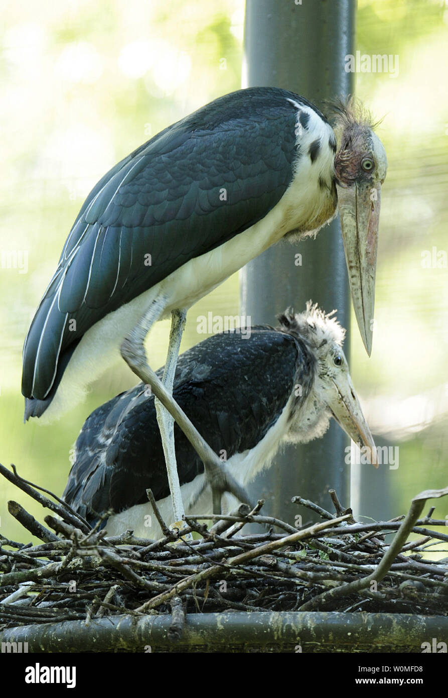 Bronx Zoo Aquatic Bird House