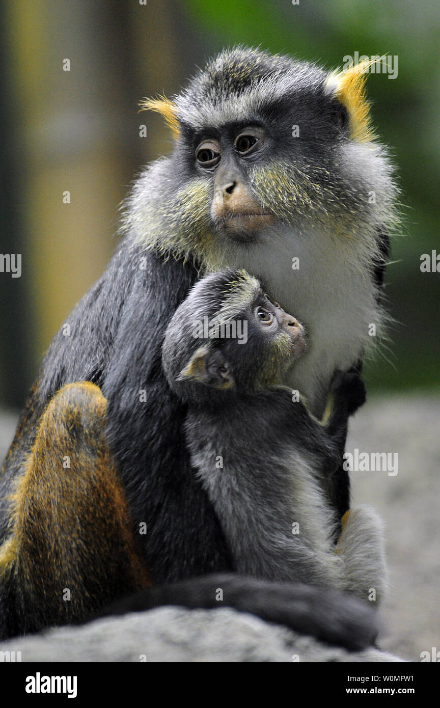 A new infant Wolf's Guenon is seen at the Bronx Zoo in New York on ...