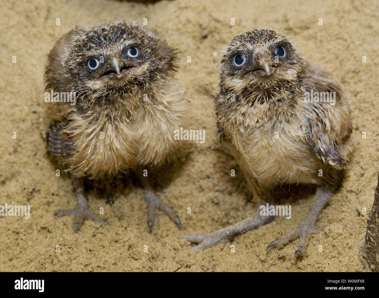 Baby burrowing owls are seen on August 18, 2009 at the Smithsonian's ...
