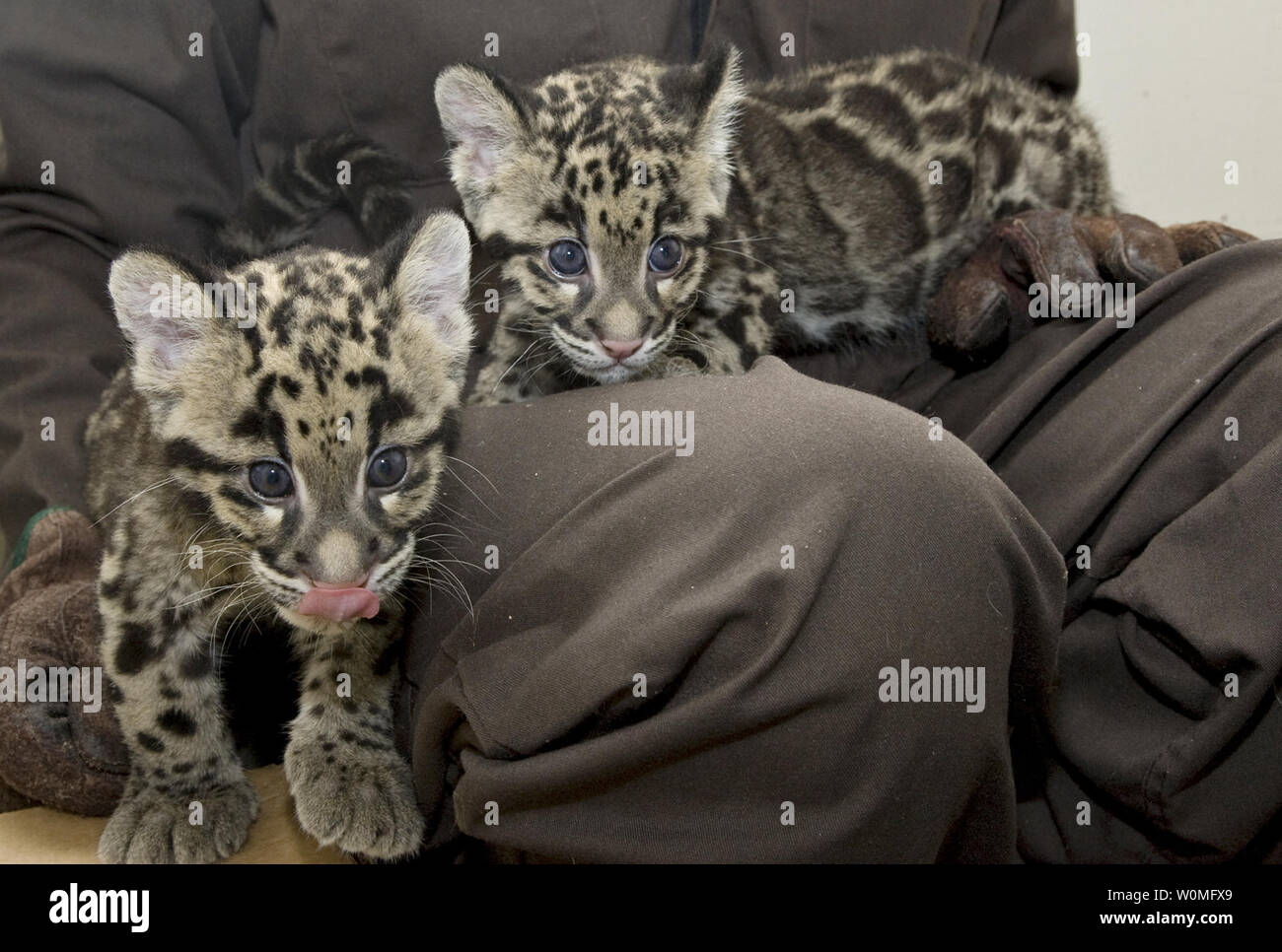 Clouded leopard cubs hi-res stock photography and images - Alamy