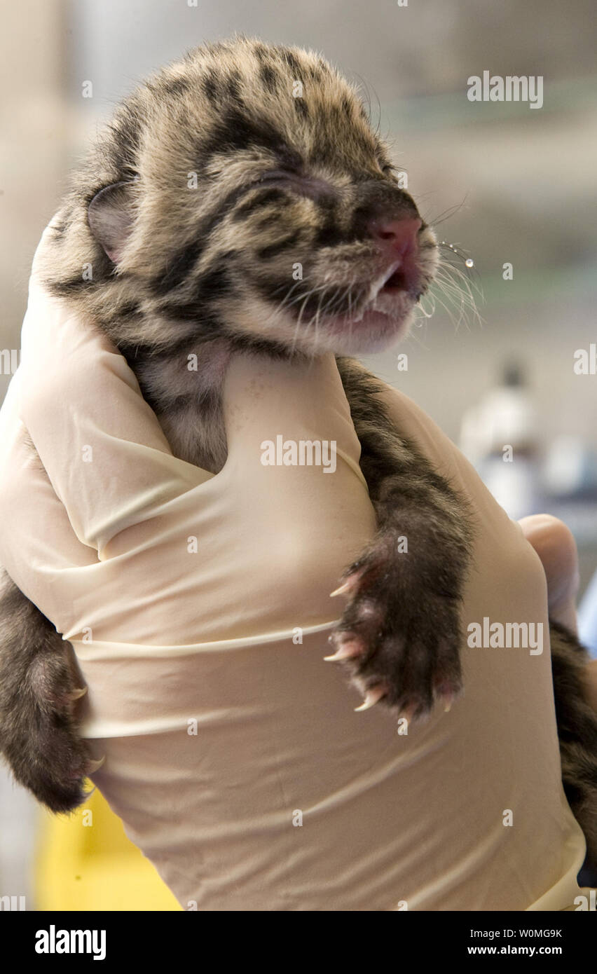 A clouded leopard cub, born on February 14, 2010, is seen at the ...