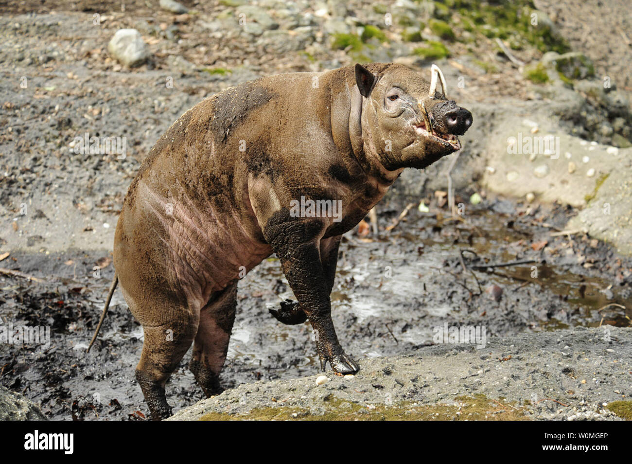 Sibu, a male babirusa at the Wildlife Conservation Society's Bronx Zoo ...