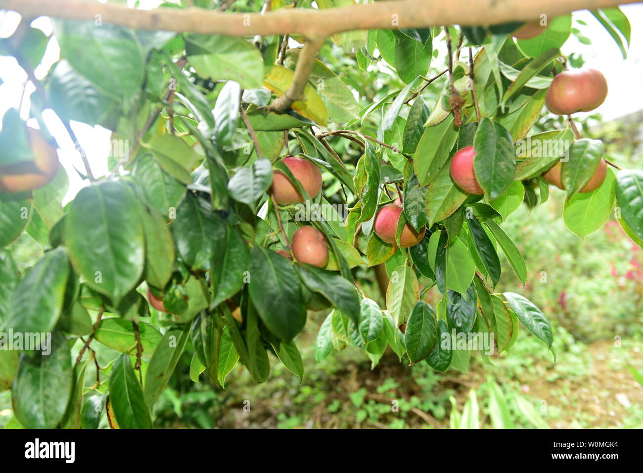 Oil tea, tea fruit Stock Photo - Alamy