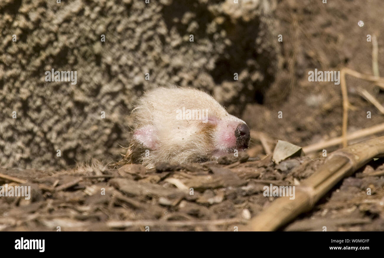 The new Red panda cub is seen after it was born on June 16, 2010 at the ...