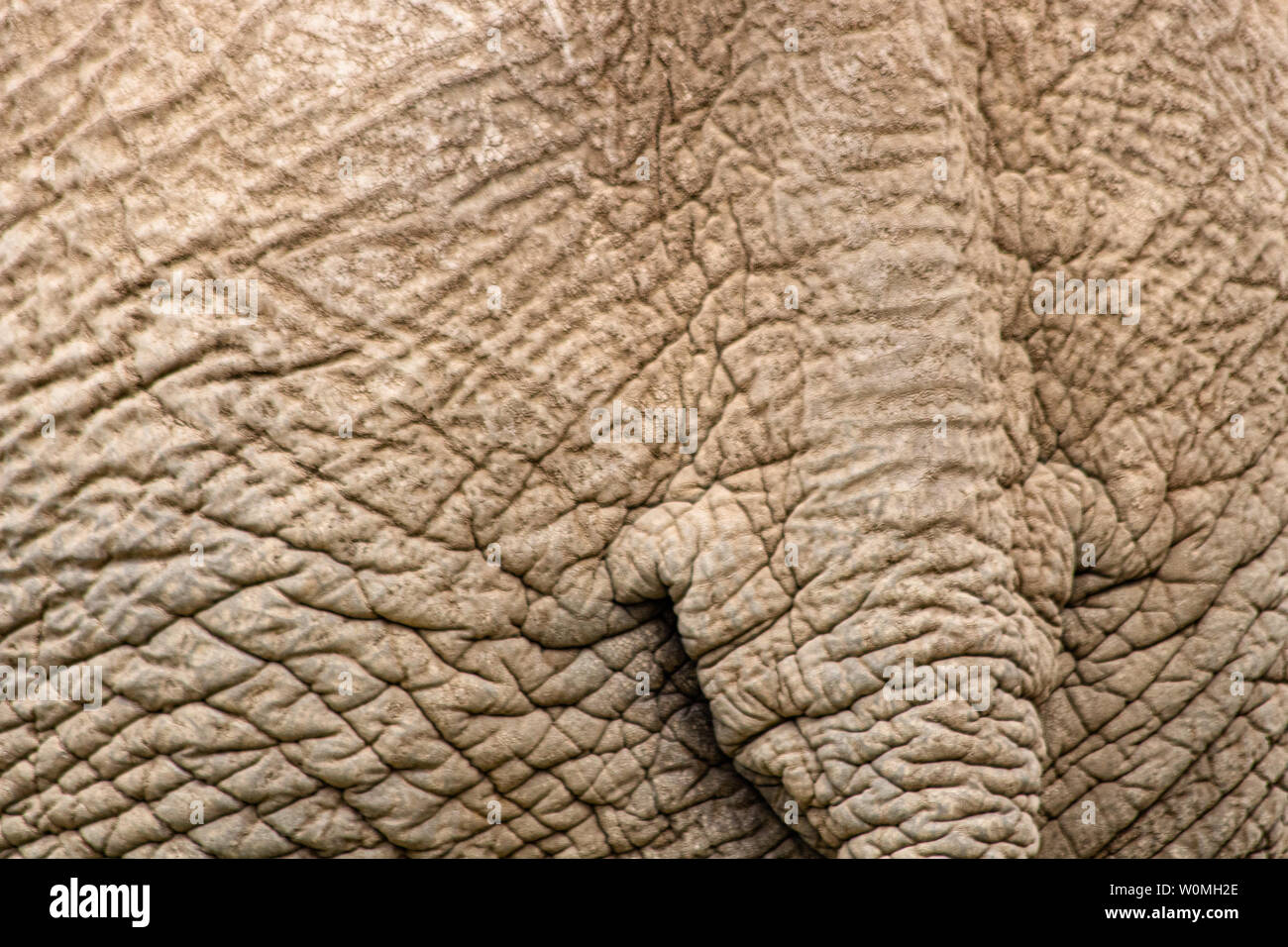 Old wrinkled dry elephant skin, closeup texture, endangered species ...