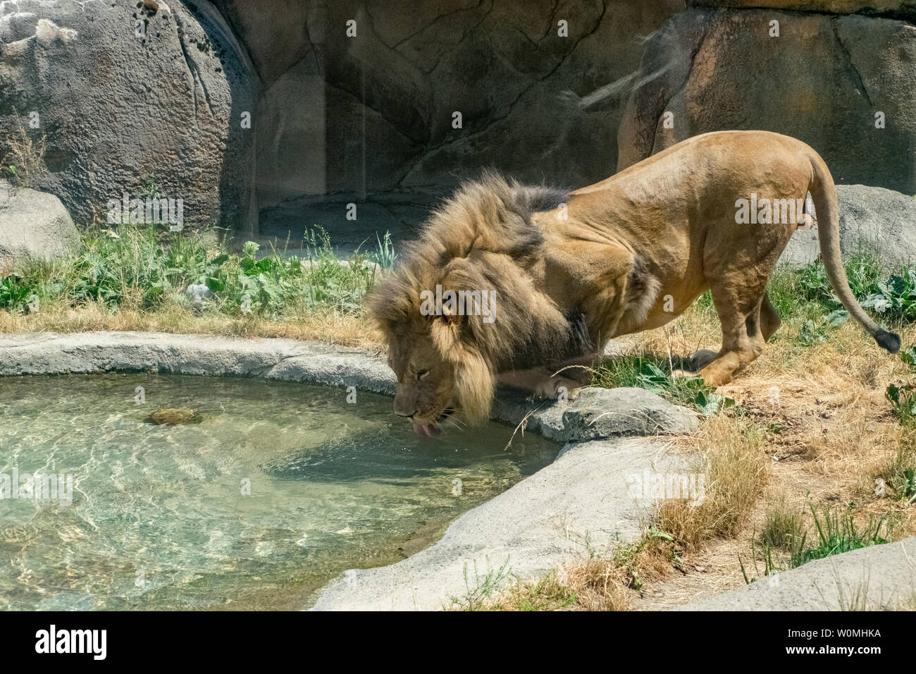 Thirsty Lion takes a drink Stock Photo - Alamy