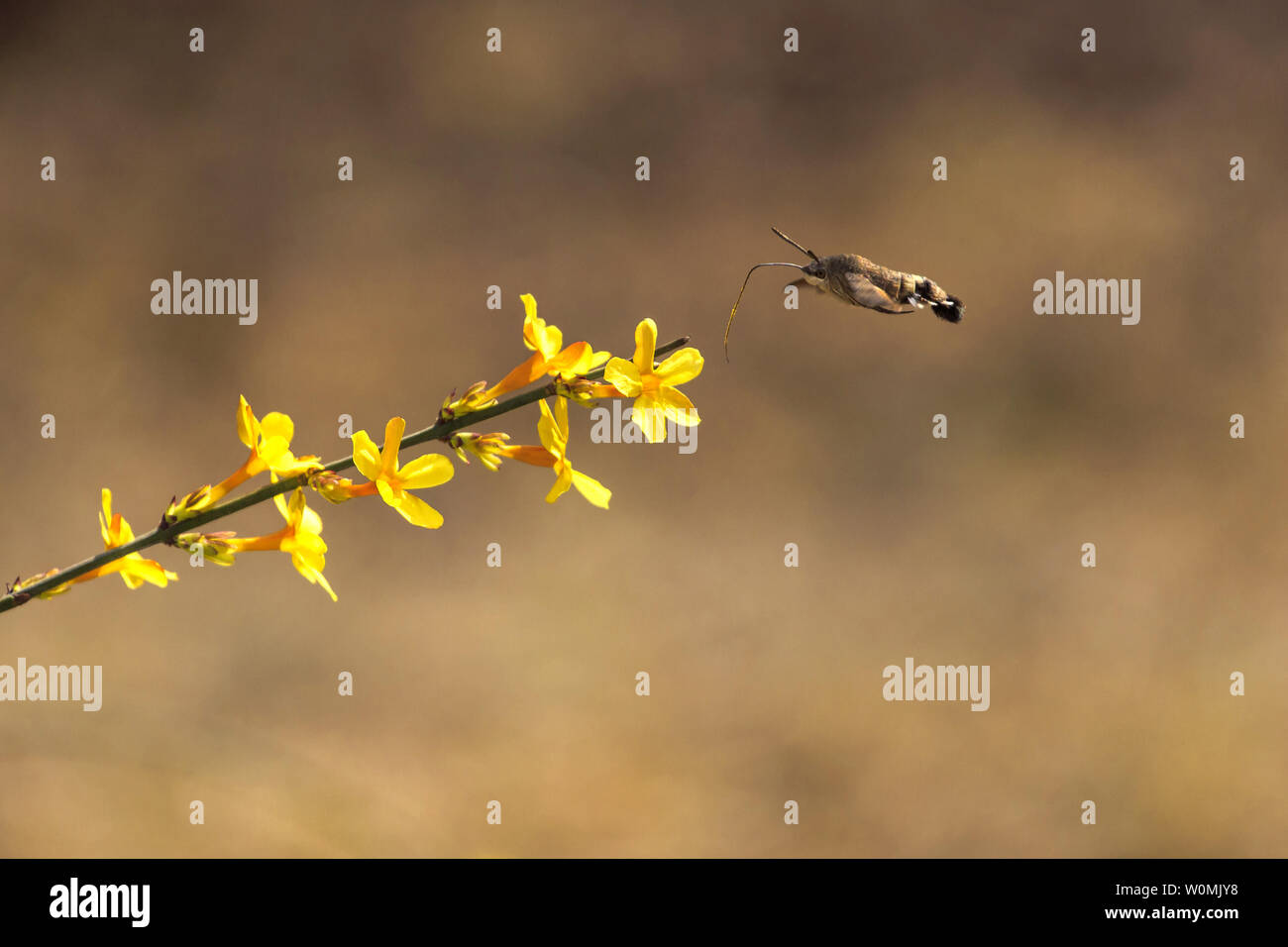 Honey-picking hummingbird moth Stock Photo - Alamy