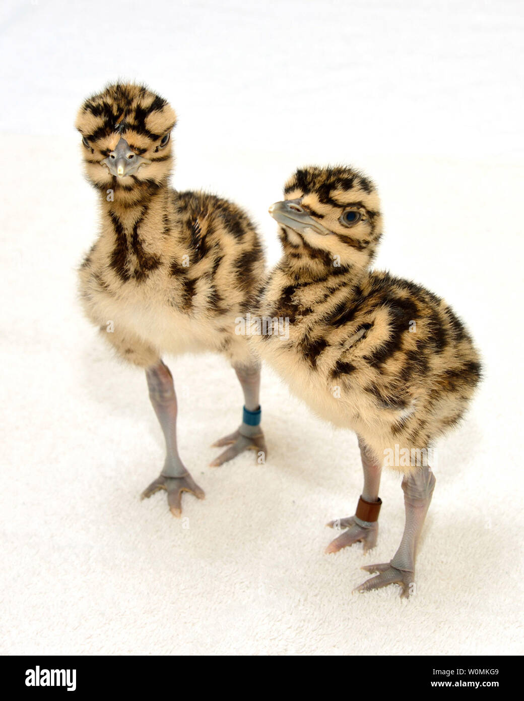 This photo released by the Smithsonian's National Zoo on June 26, 2012 ...