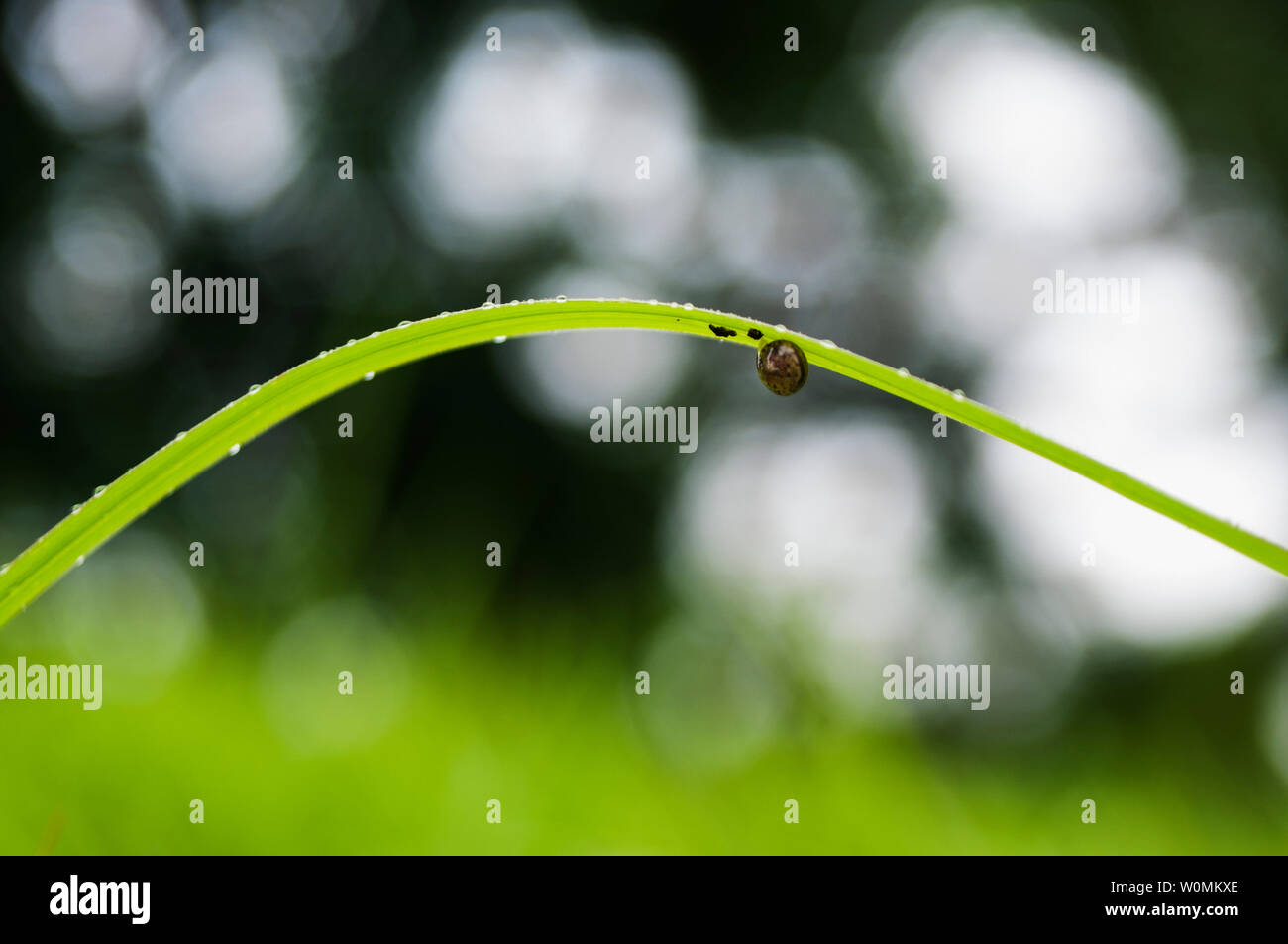 Microscopic photography insects world ecological photography beautiful ...