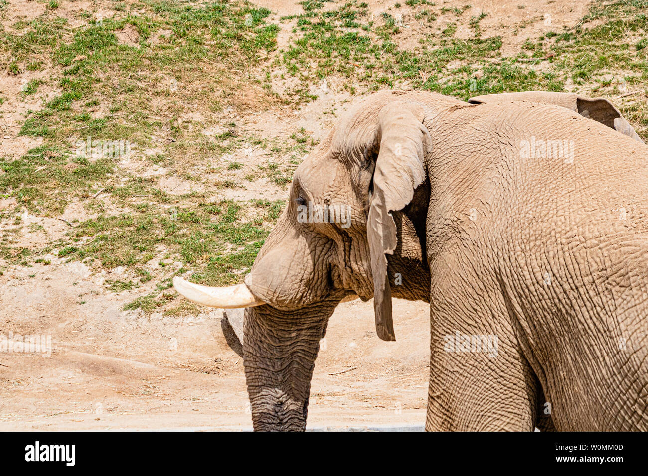 African elephants, single male bull elephant in profile, endangered ...