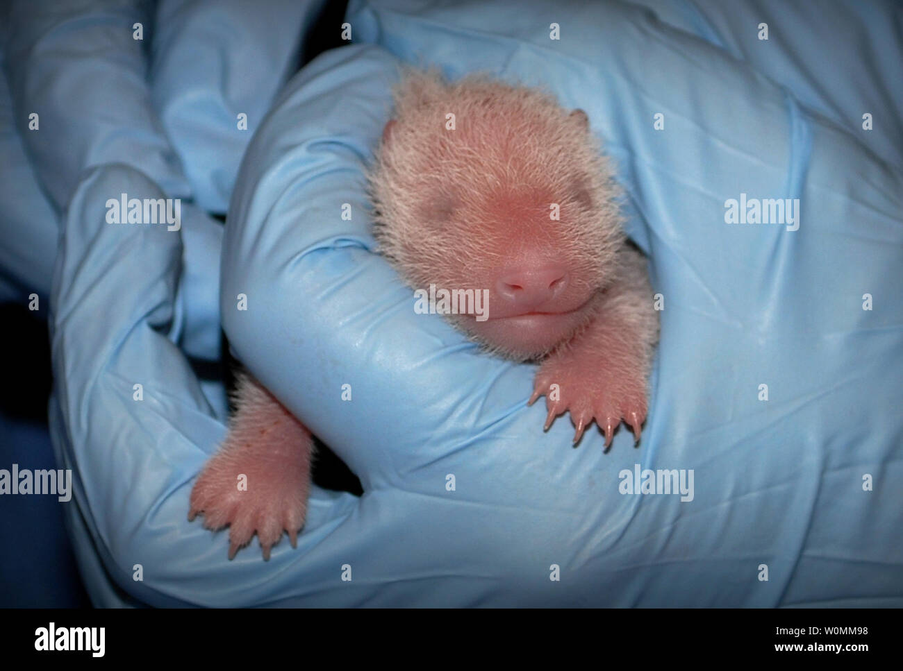In this photo released by the Smithsonian National Zoo, Mei Ziang's cub ...