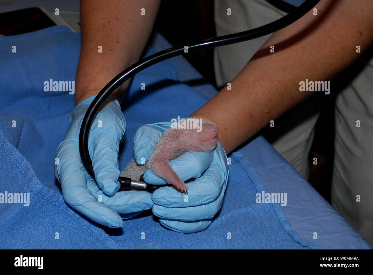 In this photo released by the Smithsonian National Zoo, Mei Ziang's cub ...