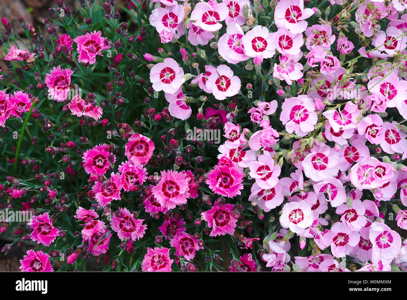light and dark pink carnation flowerbed, Dianthus, Caryophyllaceae ...