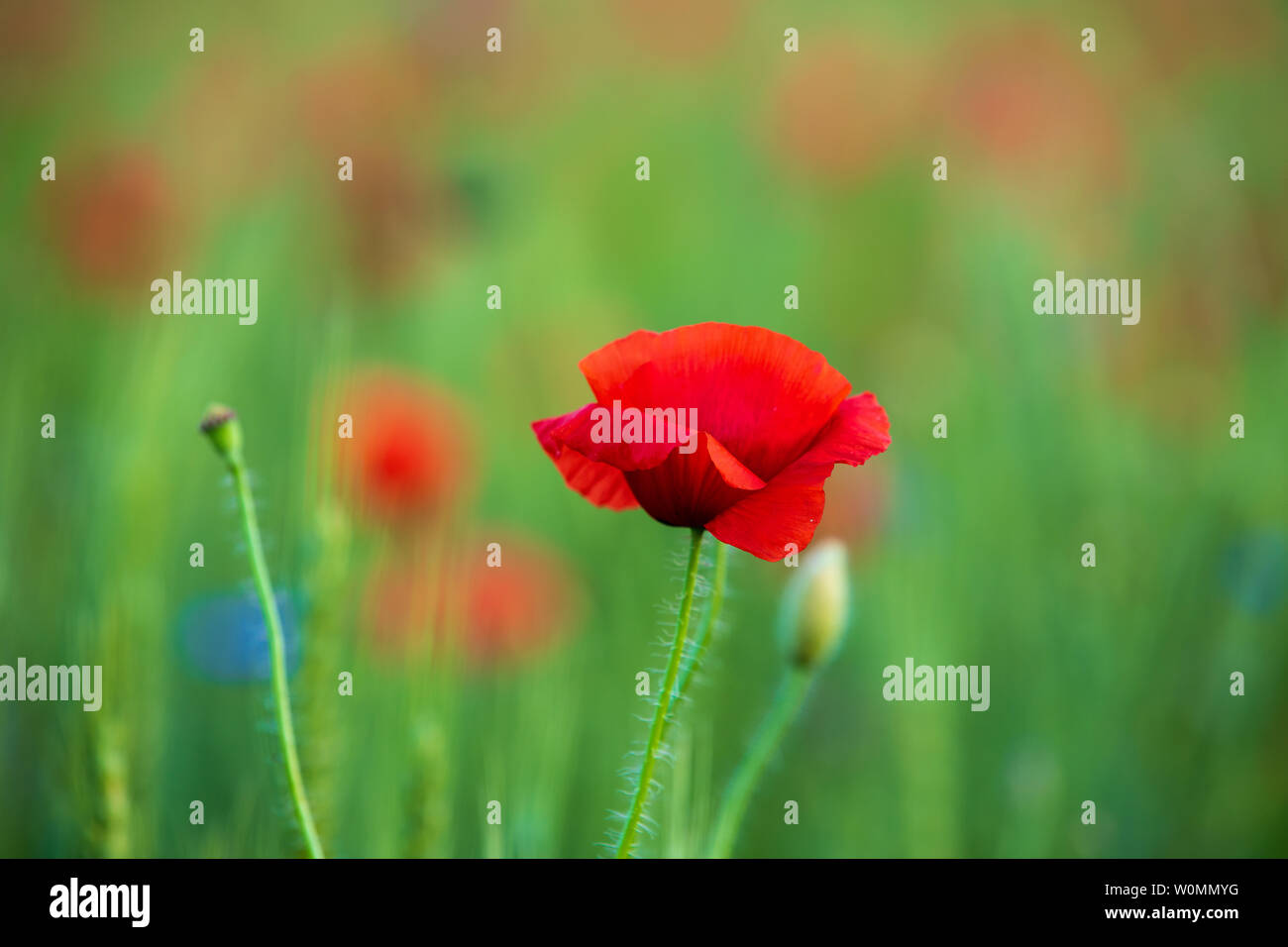 Red Poppies in the fields of Ukraine Stock Photo - Alamy