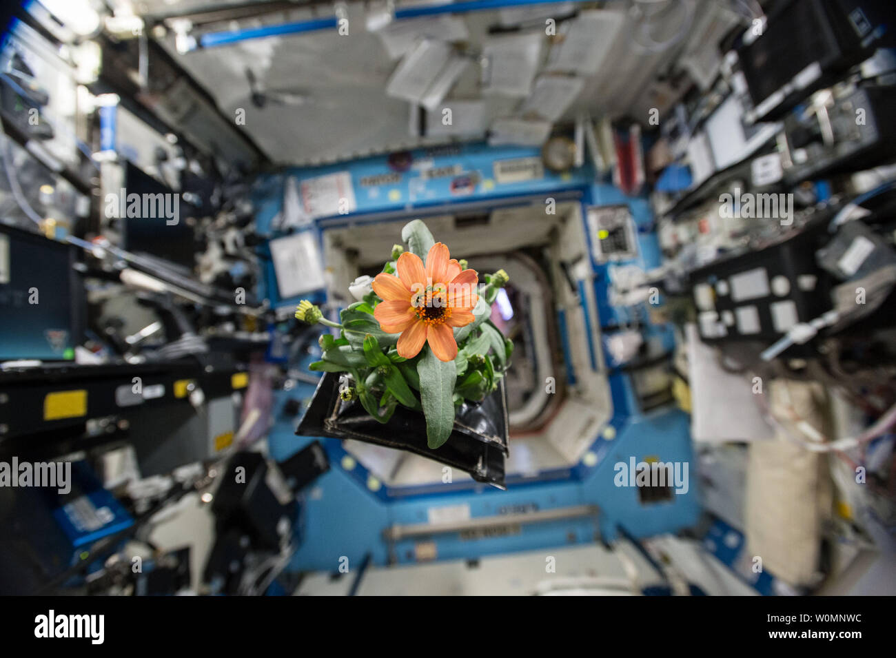 Plant grow space nasa hi-res stock photography and images - Alamy