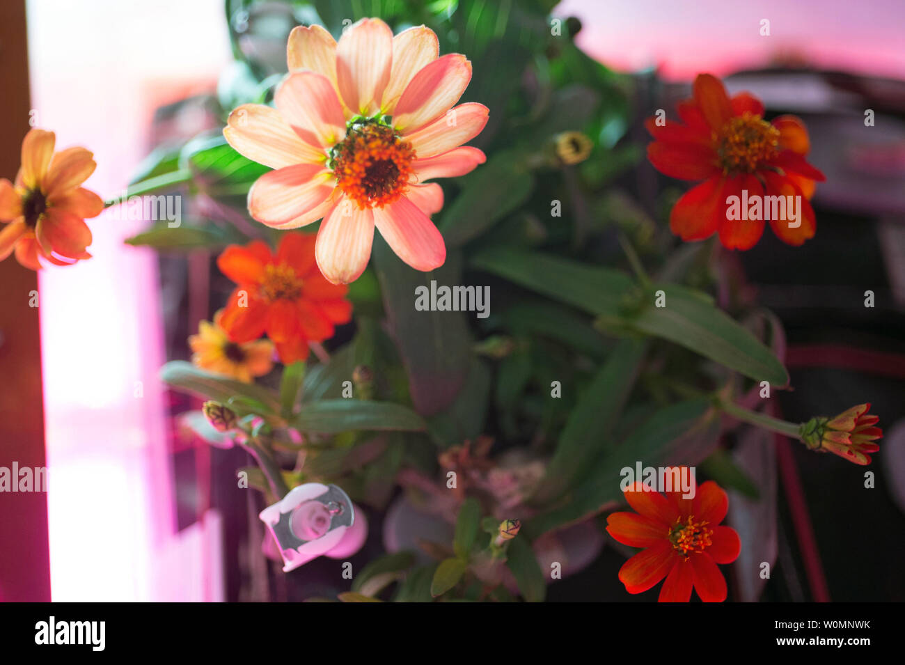 Photograph of a Zinnia flower grown inside the Veggie facility onboard ...