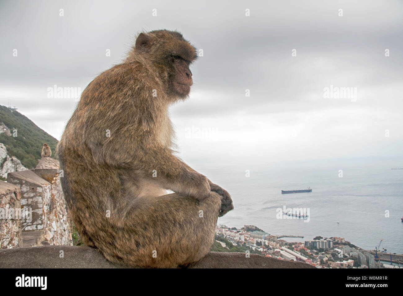 Macaco macaco hi-res stock photography and images - Alamy