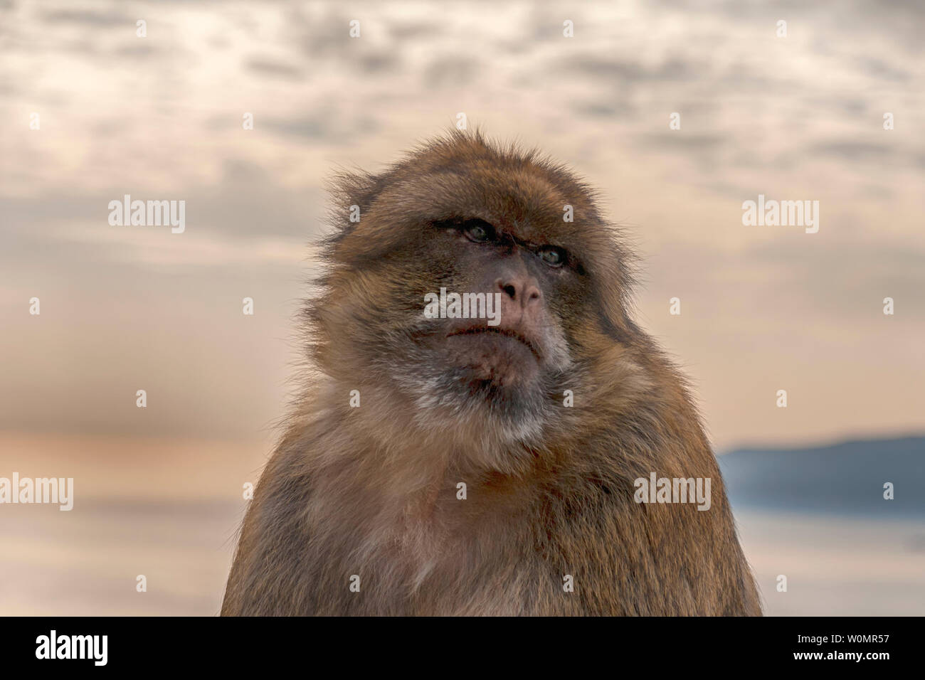Macaco of Gibraltar looking curious and being relaxed Stock Photo - Alamy