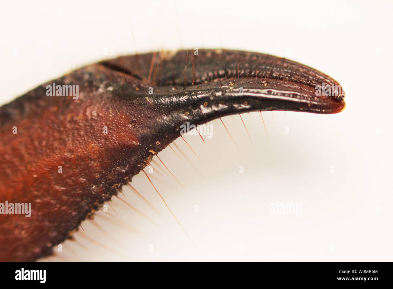 Scorpion is a detachment of arthropods from the class Arachnida. view ...