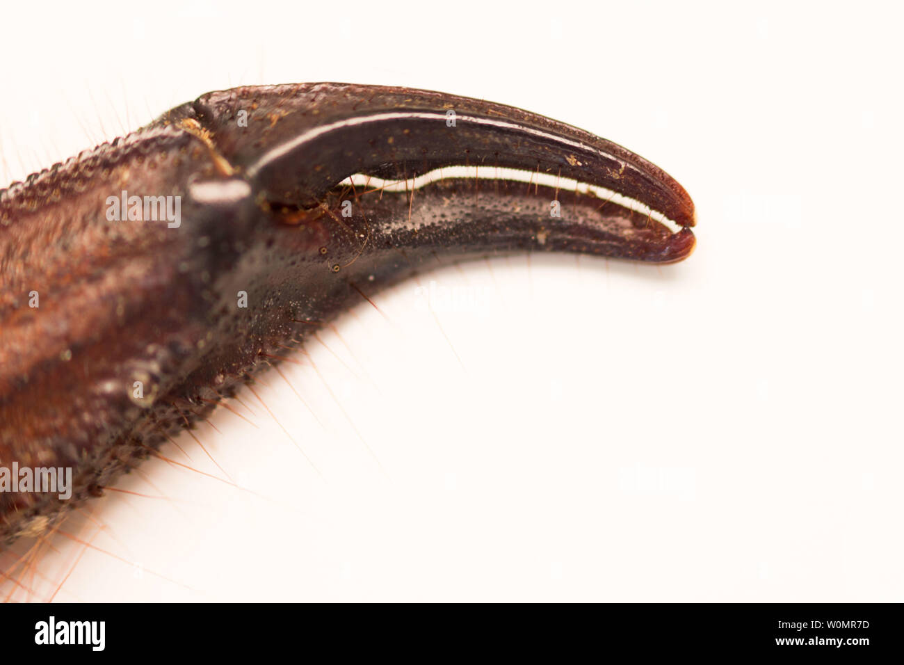Scorpion is a detachment of arthropods from the class Arachnida. view ...
