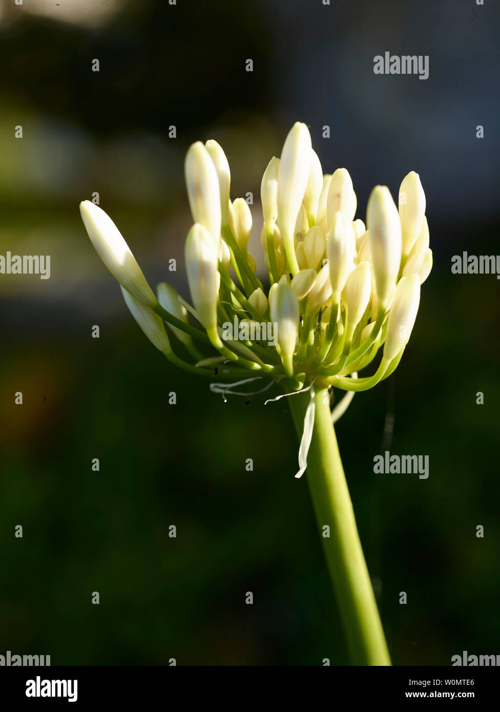Agapanthus africanus flowers in close up in the Madeira summer sunshine ...