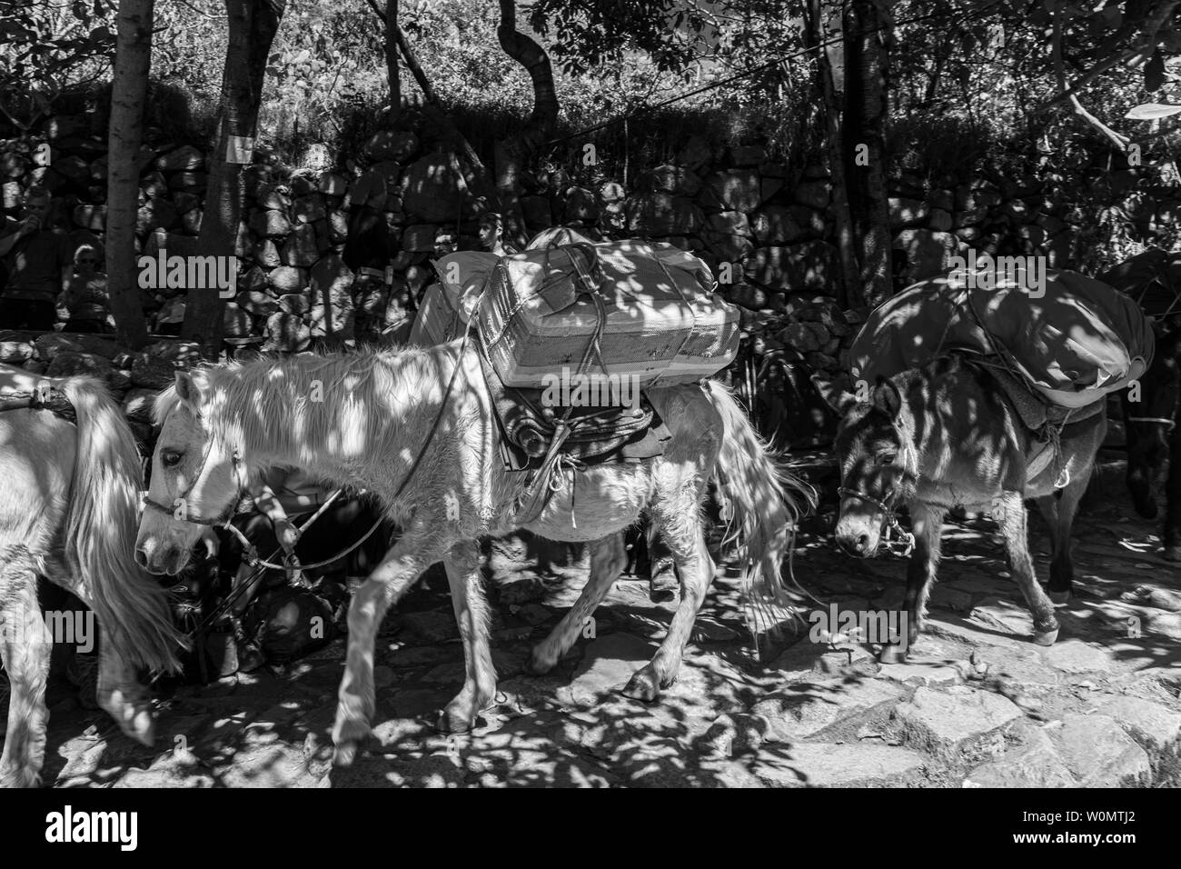 Latin america animal Black and White Stock Photos & Images - Alamy
