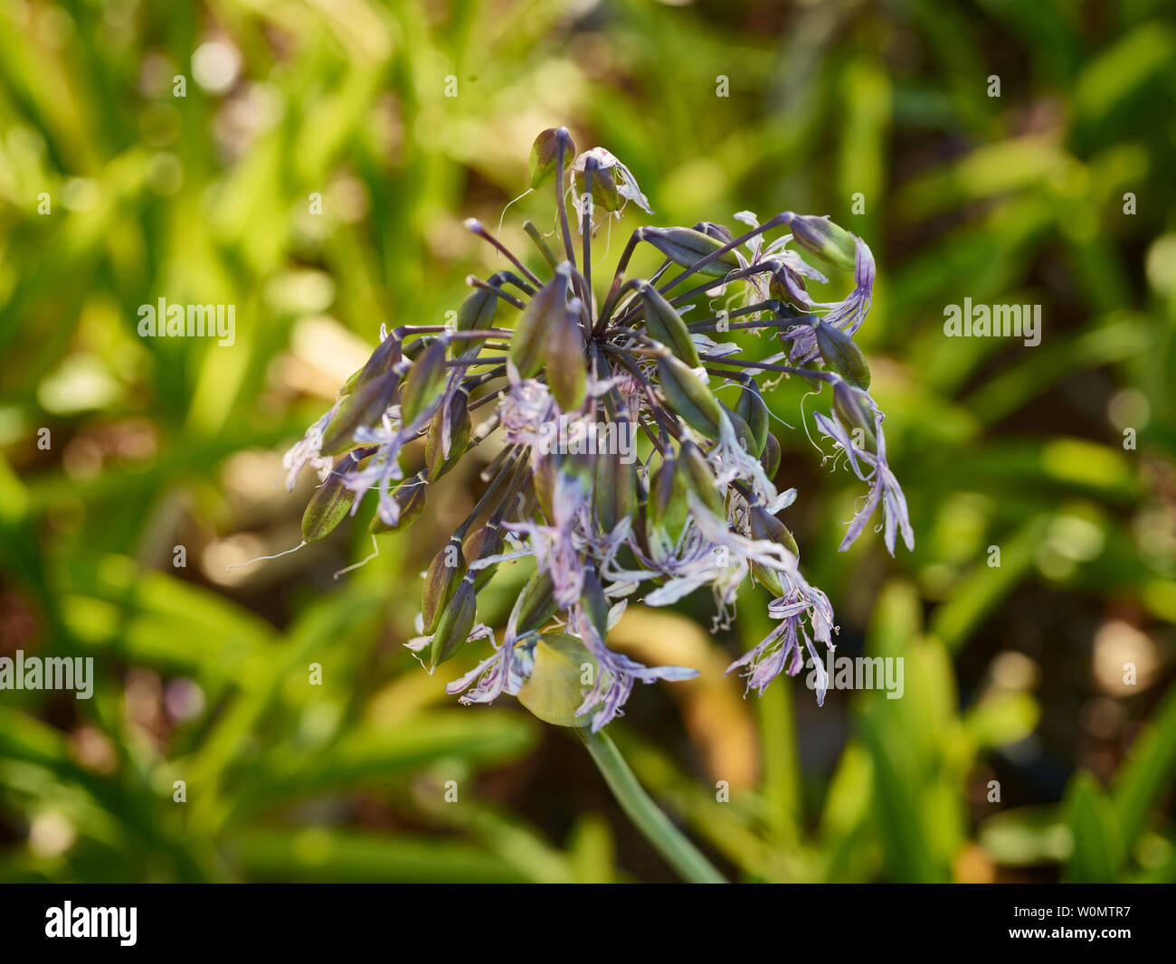 Agapanthus africanus flowers in close up in the Madeira summer sunshine ...