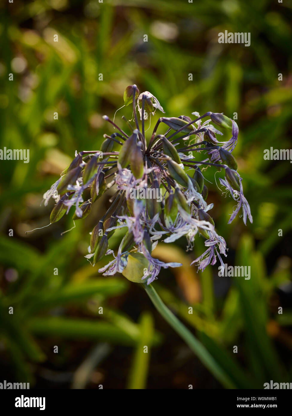 Agapanthus africanus flowers in close up in the Madeira summer sunshine ...