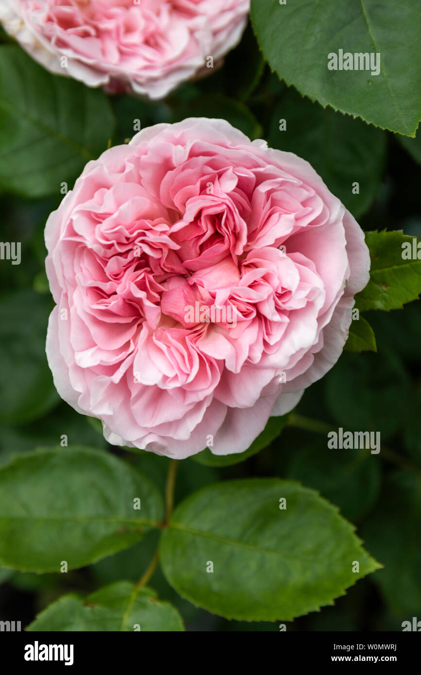 Pale pink rose hi-res stock photography and images - Alamy