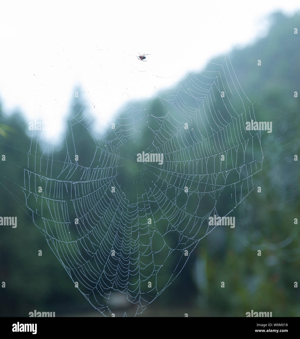 Spiders, cobwebs, cobwebs, traps, arachnids, dew, web, reel paper ...