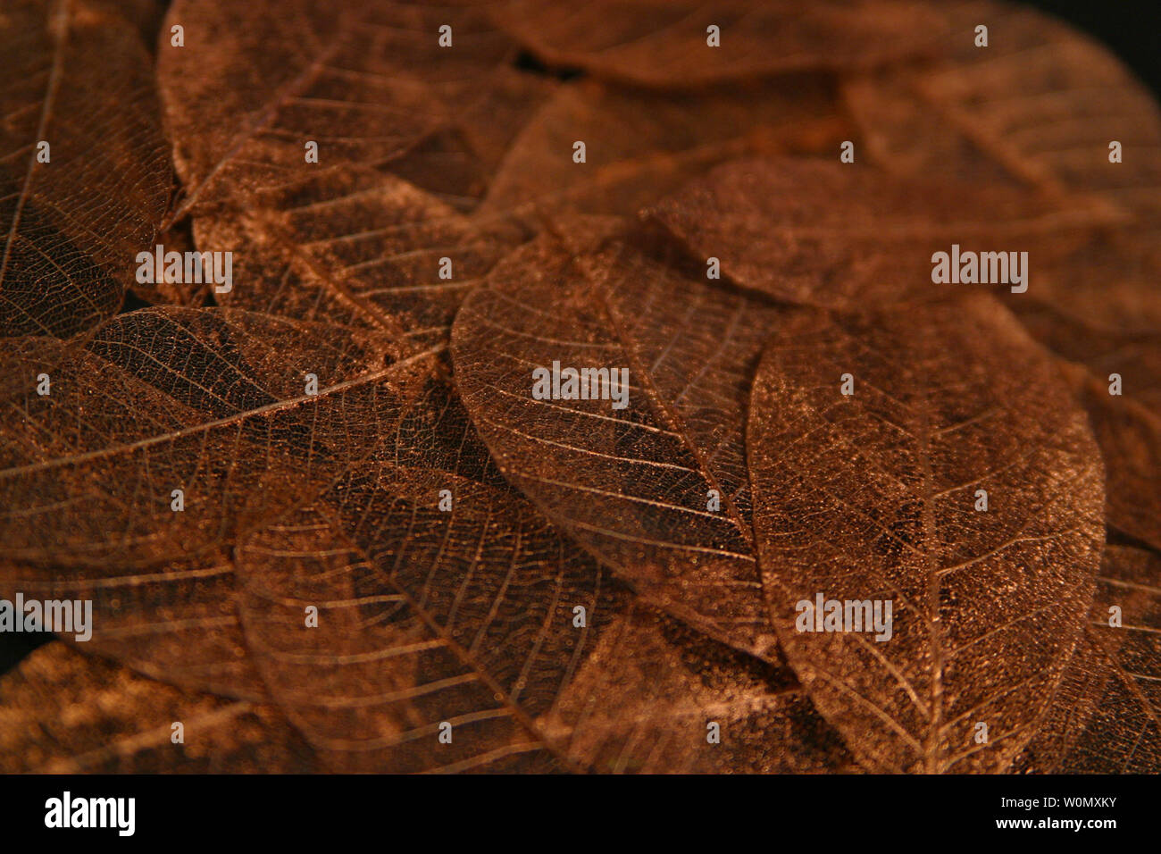 Copper leaves hi-res stock photography and images - Alamy
