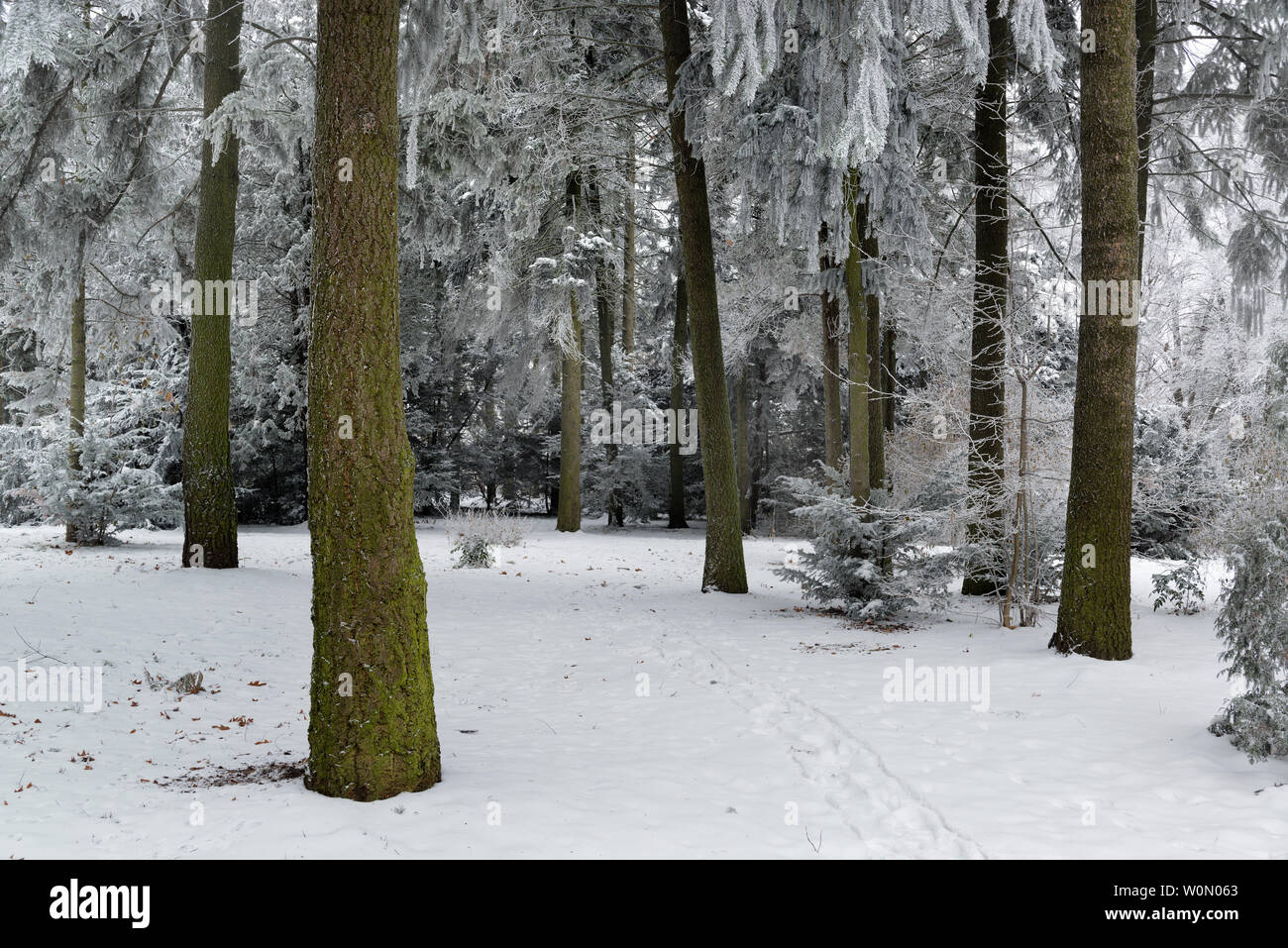 Frozen needles hi-res stock photography and images - Alamy